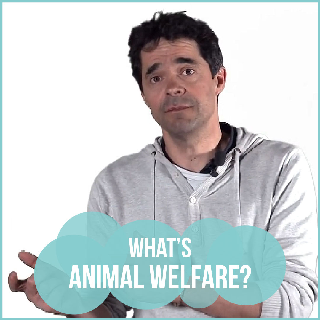 Video: What is animal welfare? - Chaire bien-être animal
