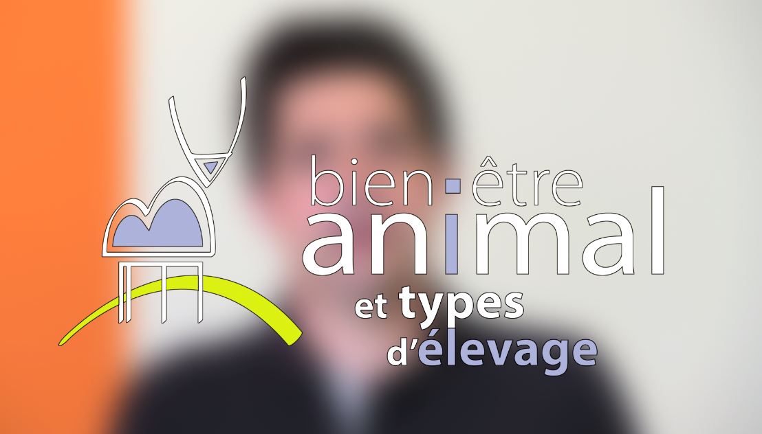 Vidéo : Bien-être animal et types d’élevage – Chaire bien-être animal