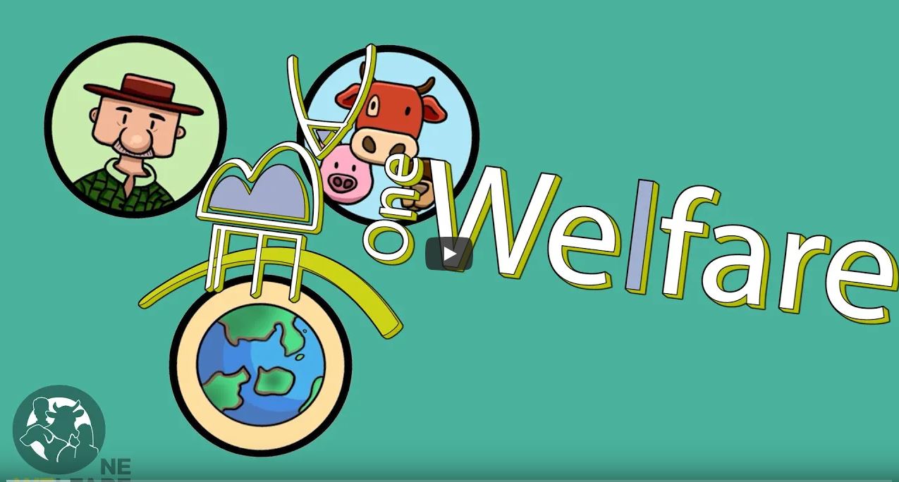 Vidéo : One Welfare – Chaire bien-être animal