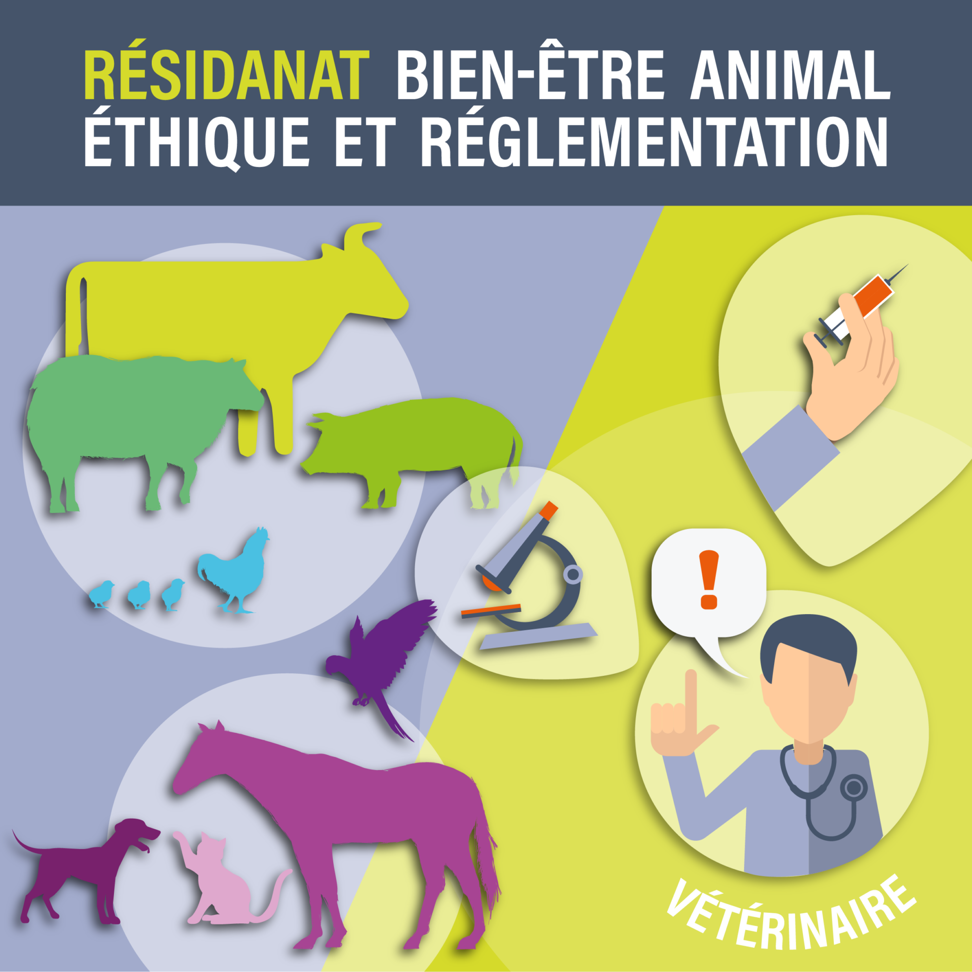 Infographie : Résidanat bien-être animal - Chaire bien-être animal