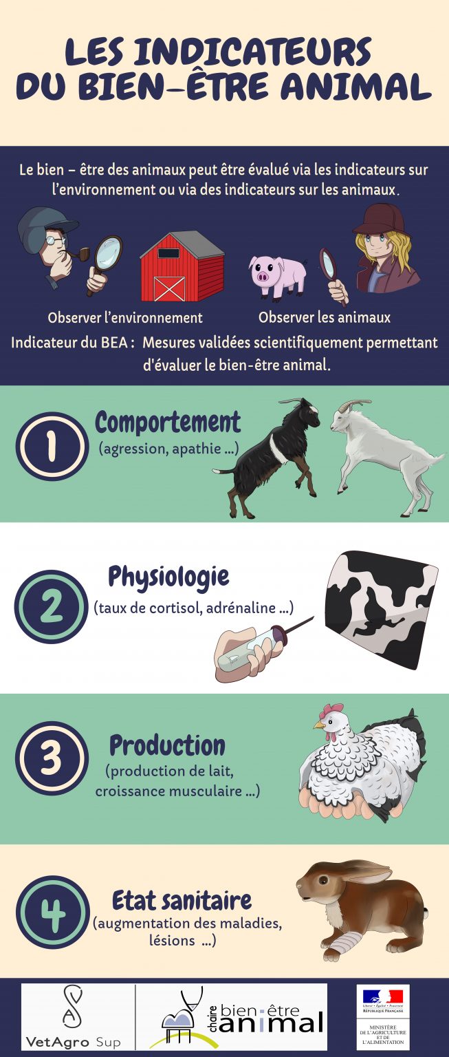 Infographie : les indicateurs du bien-être animal – Chaire bien-être animal