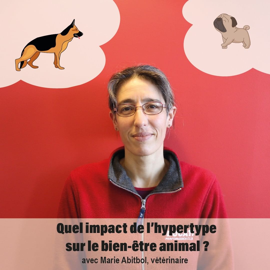 Interview- Quel impact des hypertypes sur le bien-être animal avec ...