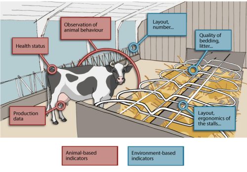 Assessing animal welfare - Chaire bien-être animal