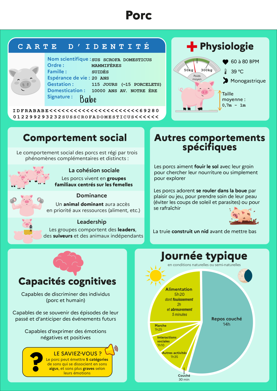 Fiche espèce- Tout savoir sur le porc ! – Chaire bien-être animal Fiche espèce- Tout savoir sur le porc ! – Chaire bien-être animal