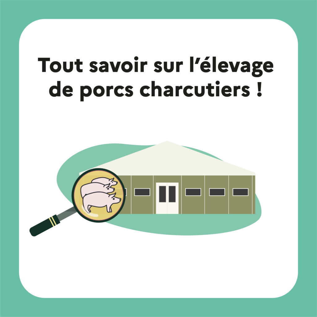 Fiche élevage- Tout savoir sur l'élevage de porcs charcutiers ... Fiche élevage- Tout savoir sur l'élevage de porcs charcutiers ...