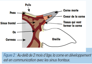Seuls les taureaux ont des cornes, VRAI ou FAUX ? – Chaire bien-être animal