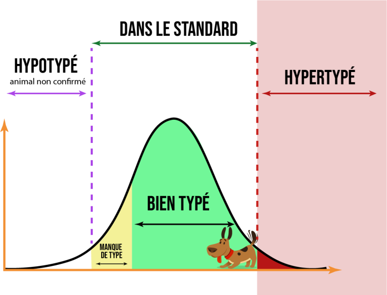 L’hypertype est-il contraire au bien-être animal ? – Chaire bien-être ...