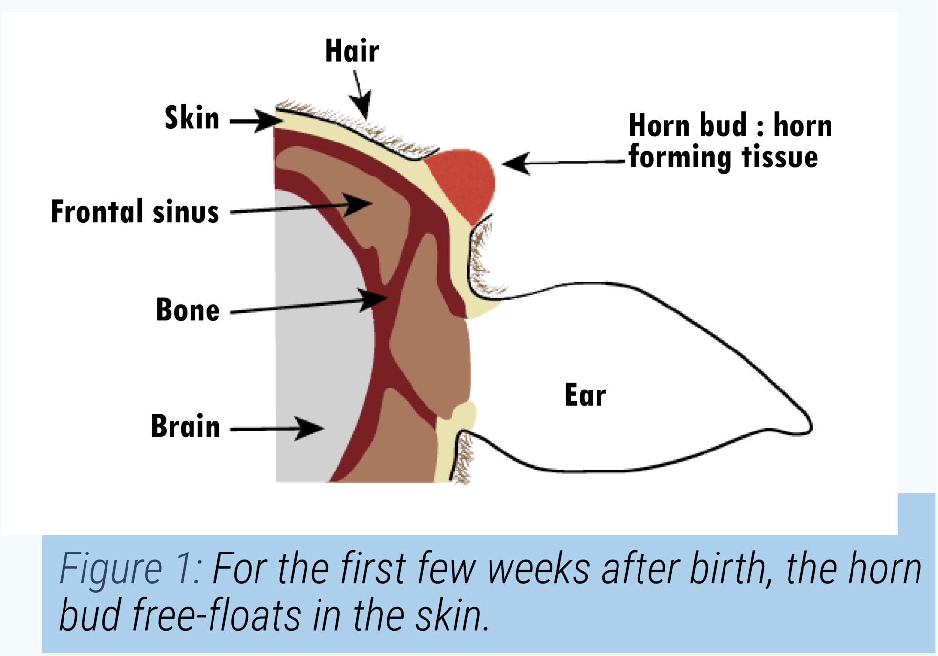 Only bulls have horns, TRUE or FALSE? - Chaire bien-être animal