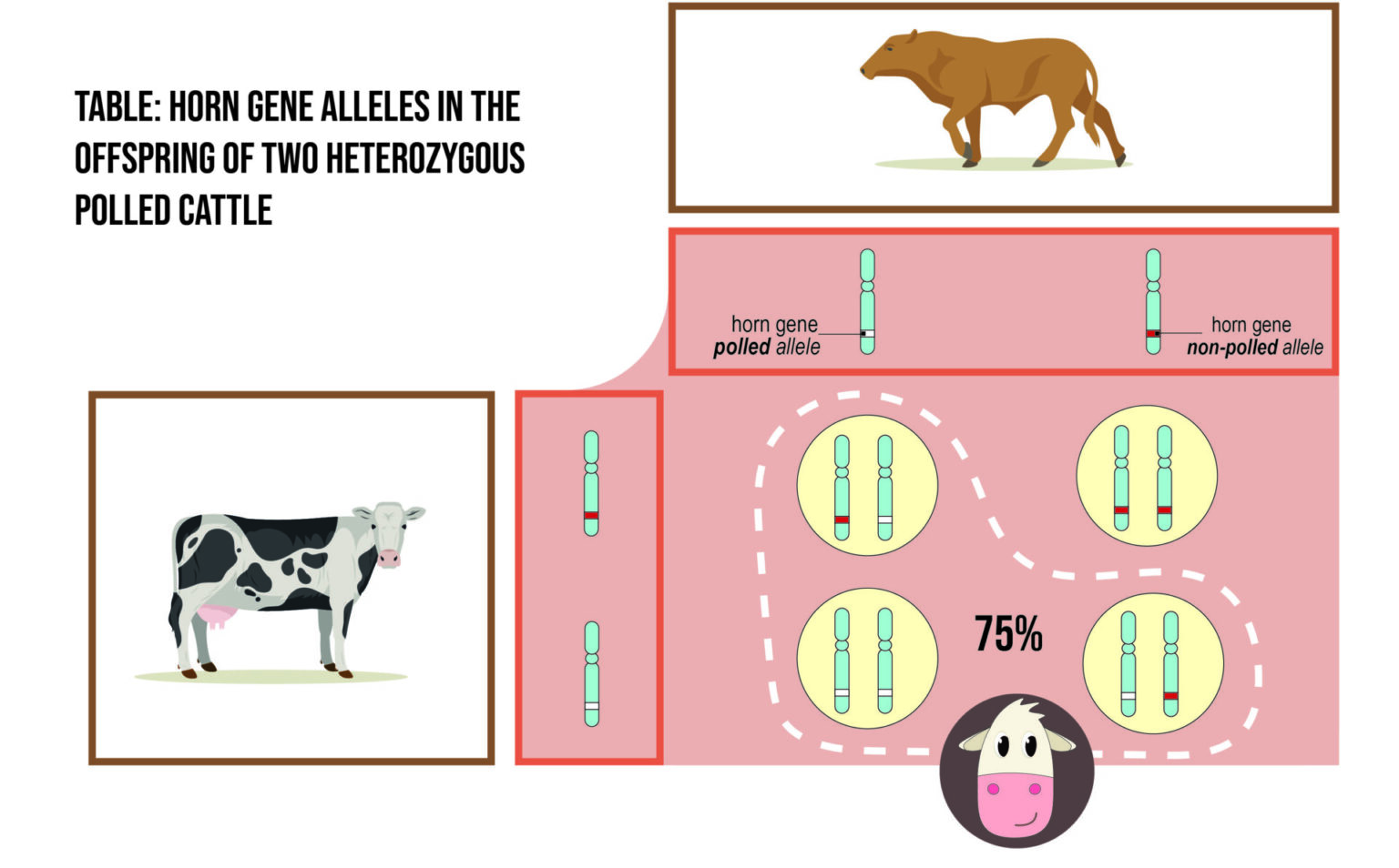 Only bulls have horns, TRUE or FALSE? - Chaire bien-être animal