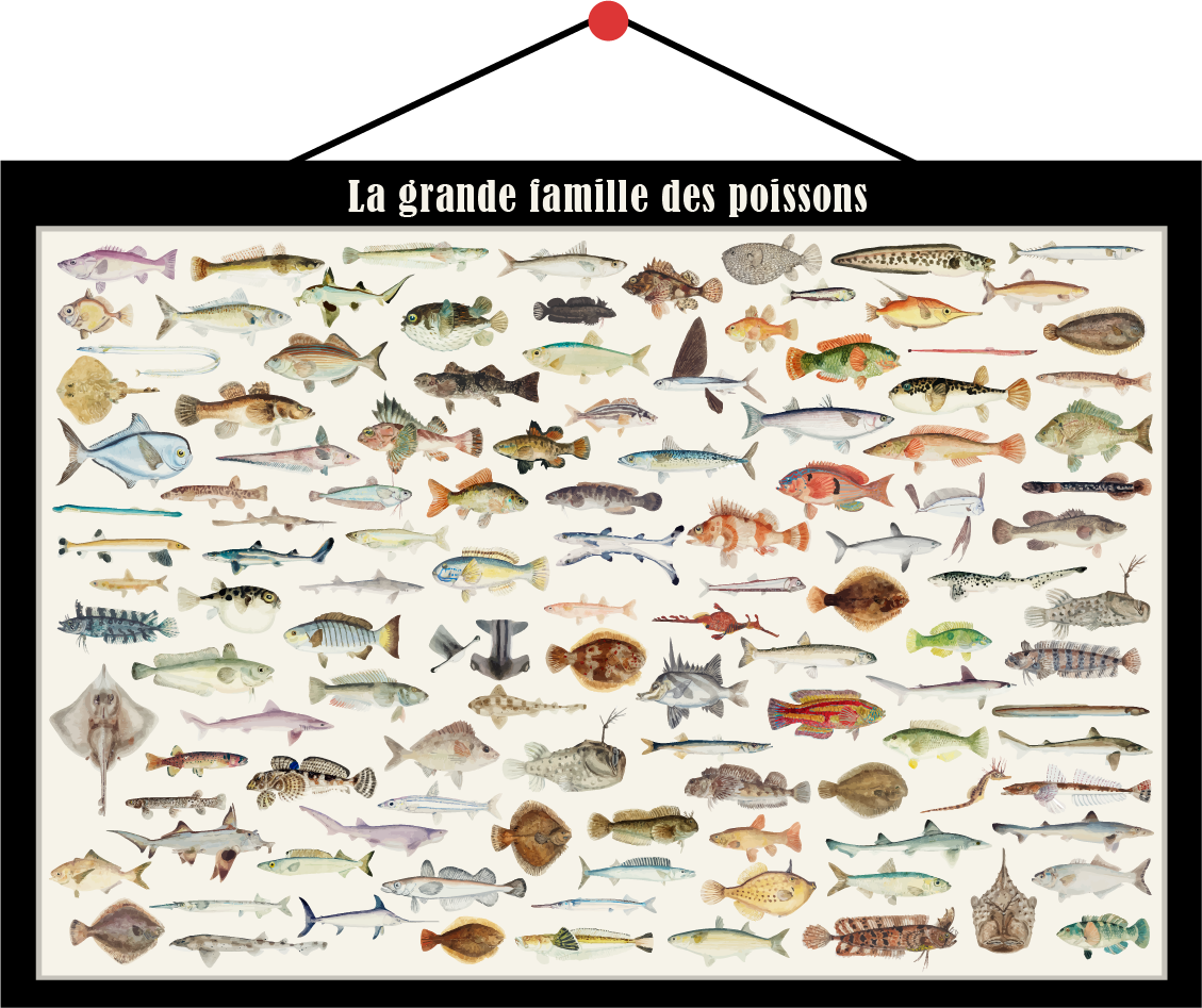 Les poissons ne ressentent pas la douleur, VRAI ou FAUX ? – Chaire bien-être animal