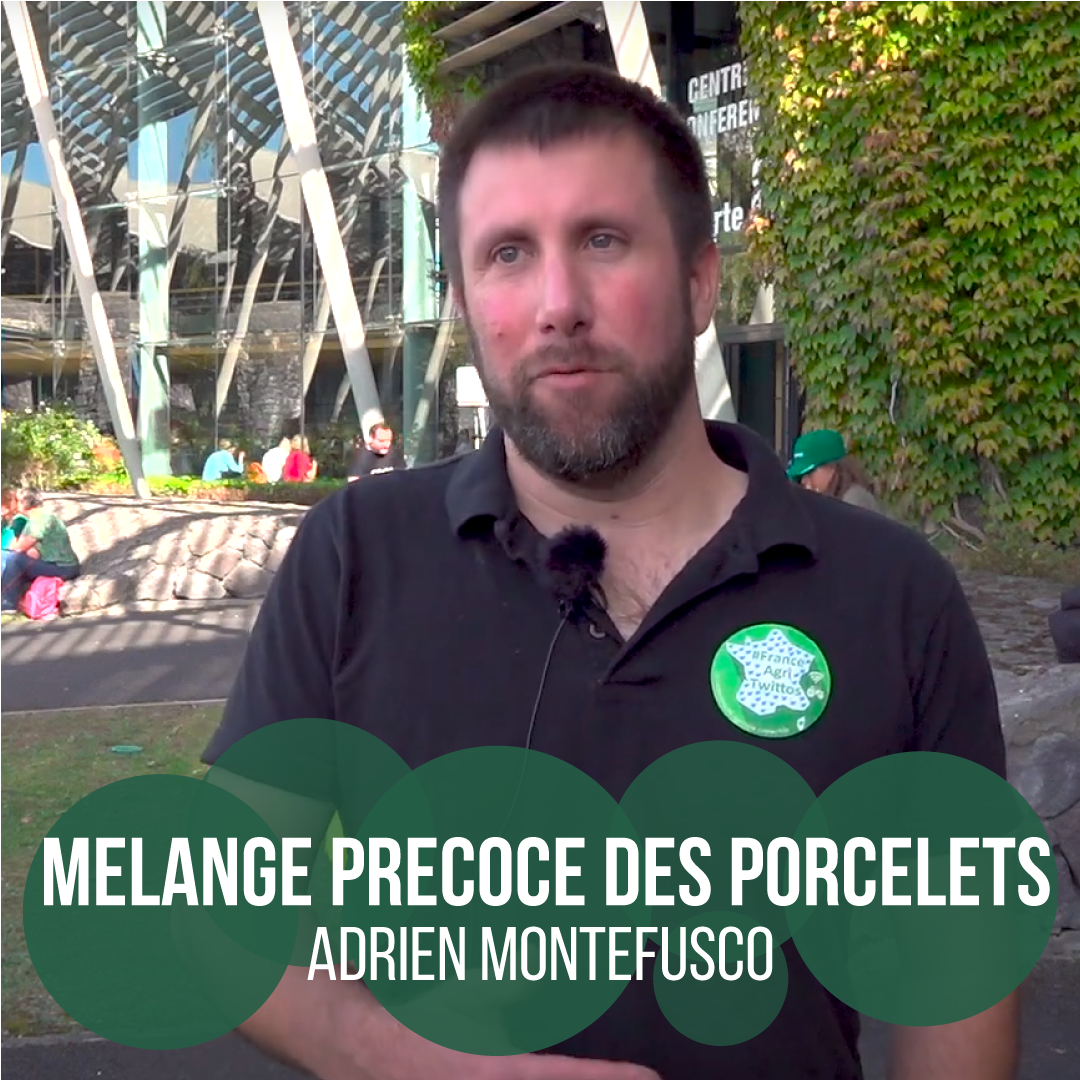 Interview- Qu'apporte le mélange précoce des porcelets en matière de ...