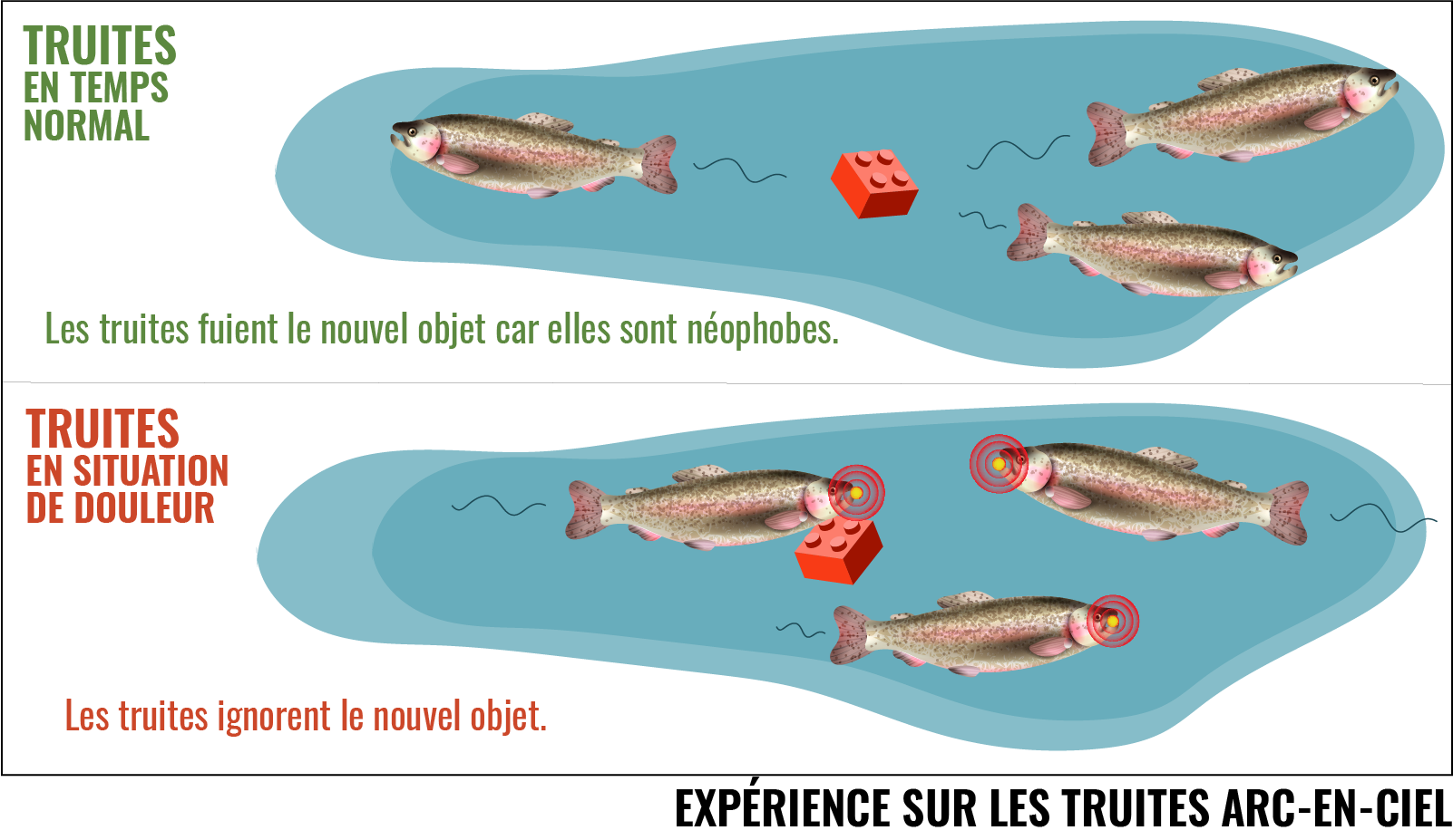 Les poissons ne ressentent pas la douleur, VRAI ou FAUX ? – Chaire bien ...