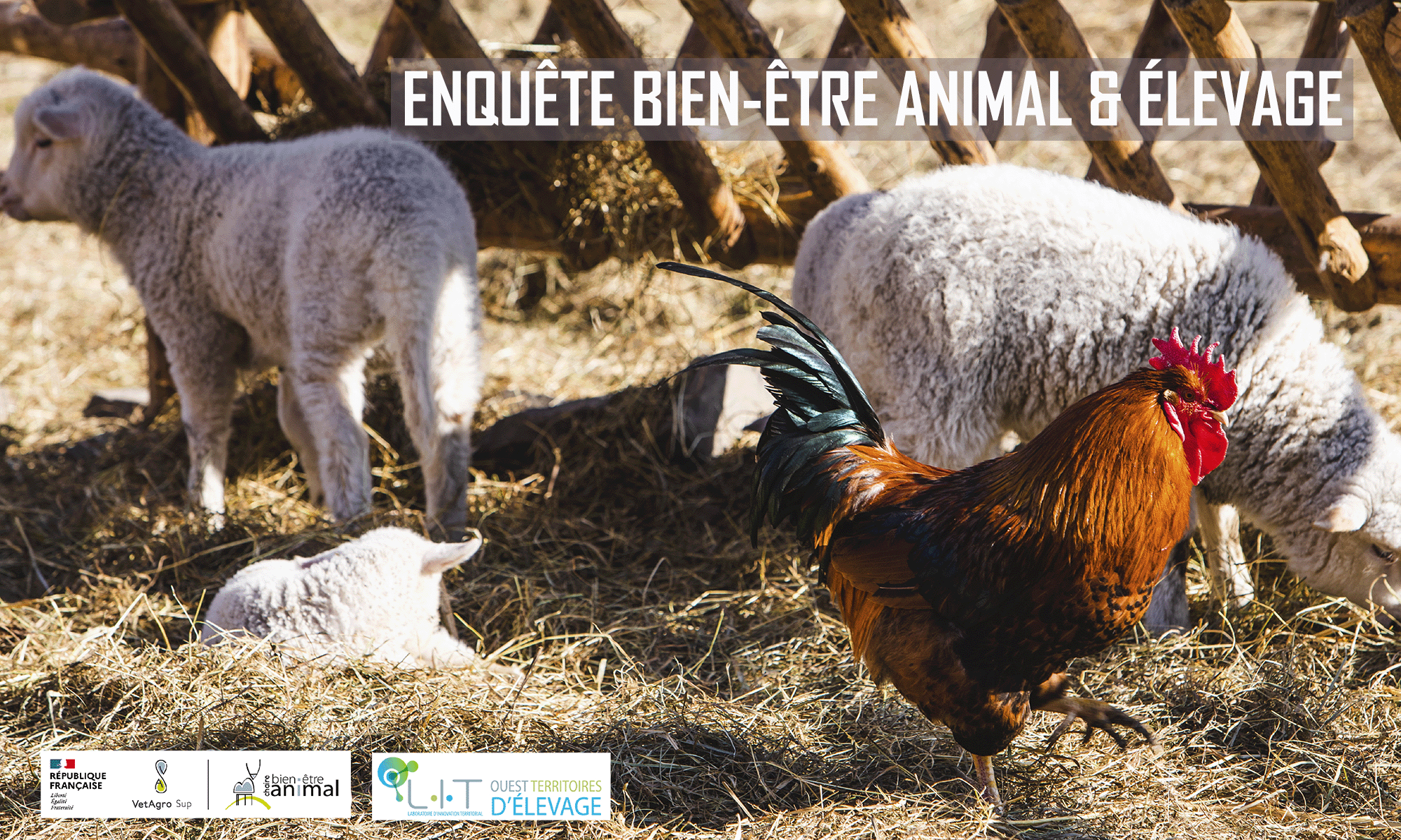 Enquête bien-être animal et élevage – Chaire bien-être animal
