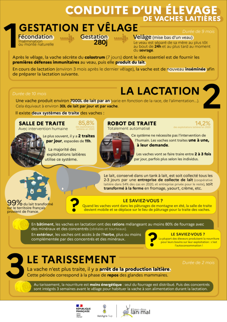 Fiche élevage- Tout savoir sur l'élevage de vaches laitières! - Chaire bien-être animal