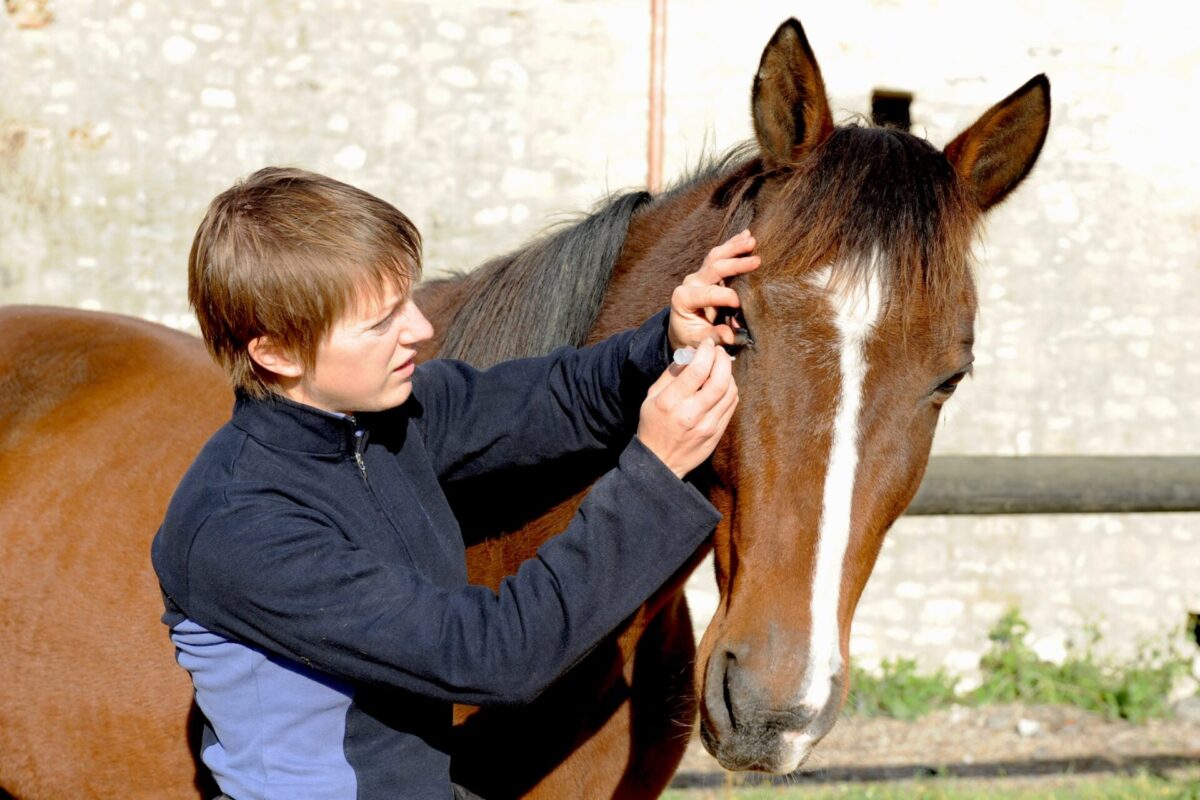 Formations en présentiel Archives - Chaire bien-être animal