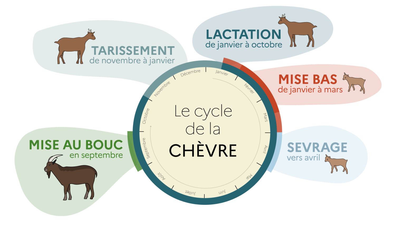 Pratique d’élevage : les lactations longues chez la chèvre - Chaire ...