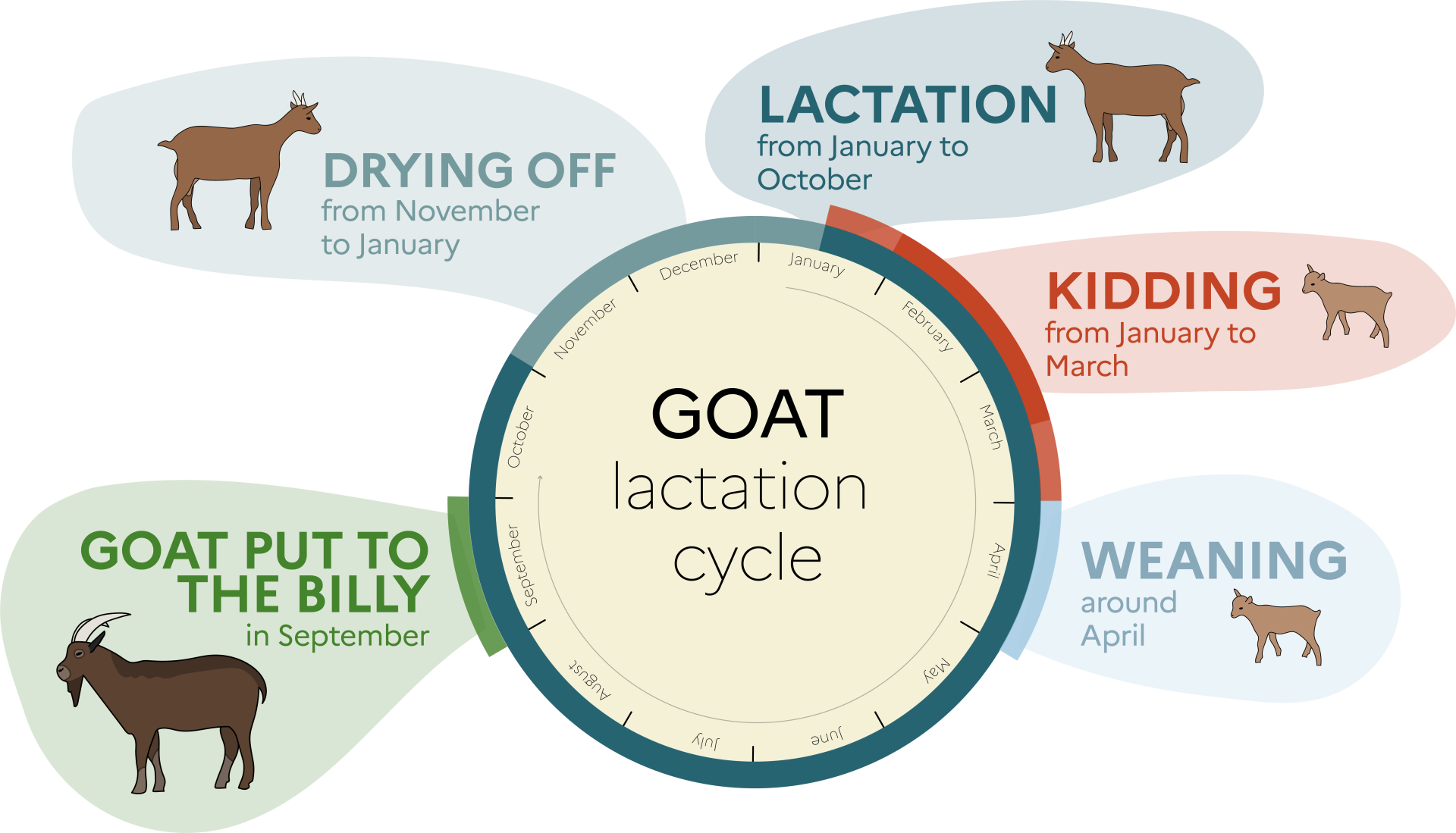 Breeding practices: extended lactation in goats - Chaire bien-être animal