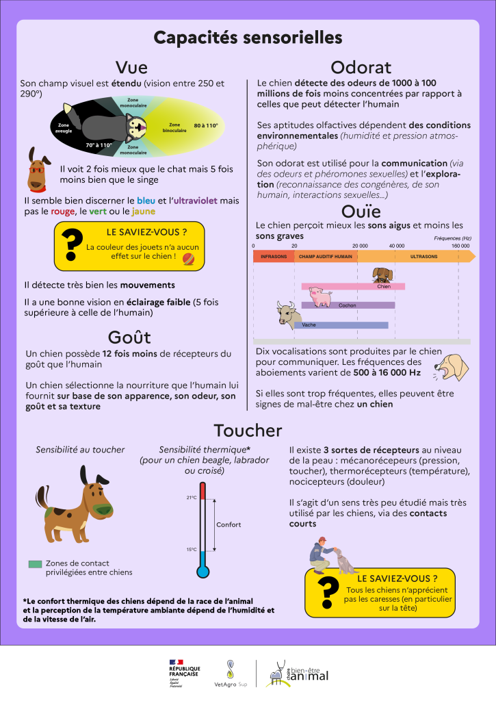 Fiche espèce - Tout savoir sur le chien ! - Chaire bien-être animal
