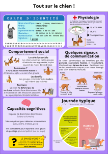 Tout savoir sur le chien ! – Chaire bien-être animal
