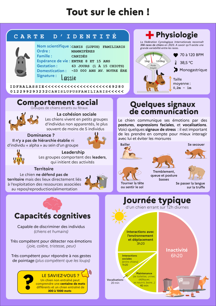 Fiche espèce - Tout savoir sur le chien ! - Chaire bien-être animal