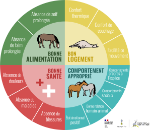 Cheval au pré, cheval heureux : VRAI ou FAUX ? – Chaire bien-être animal