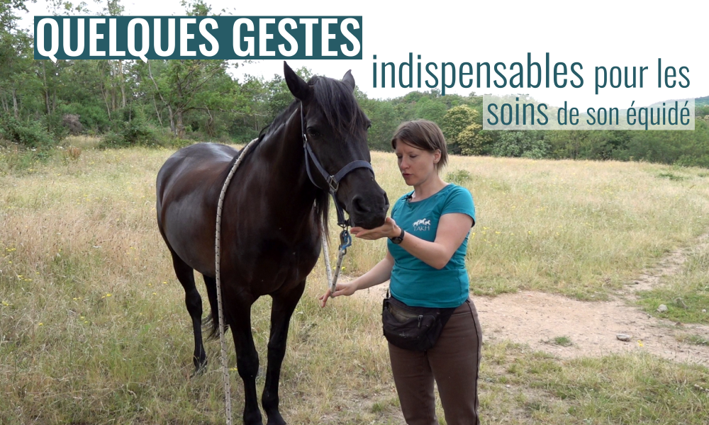Quelques gestes indispensables pour les soins de son équidé ! – Chaire ...