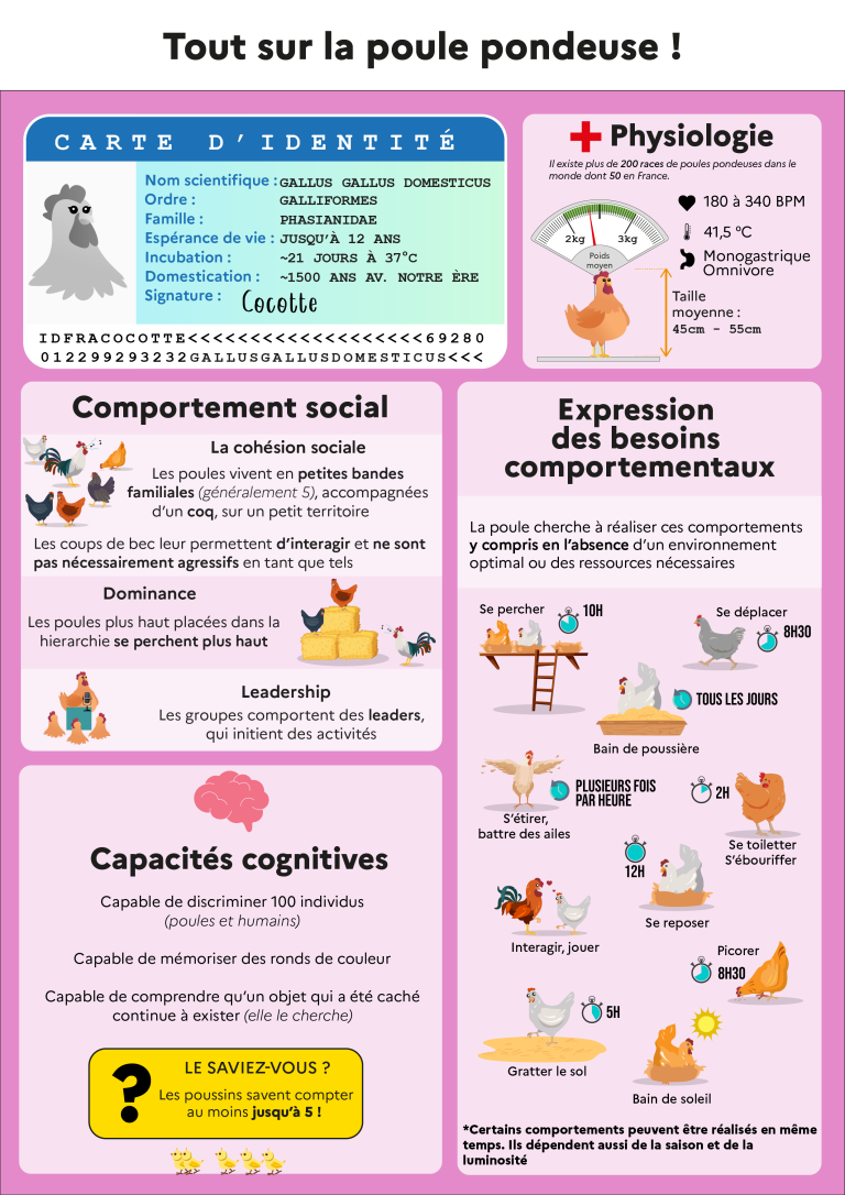 Tout savoir sur la poule pondeuse ! - Chaire bien-être animal