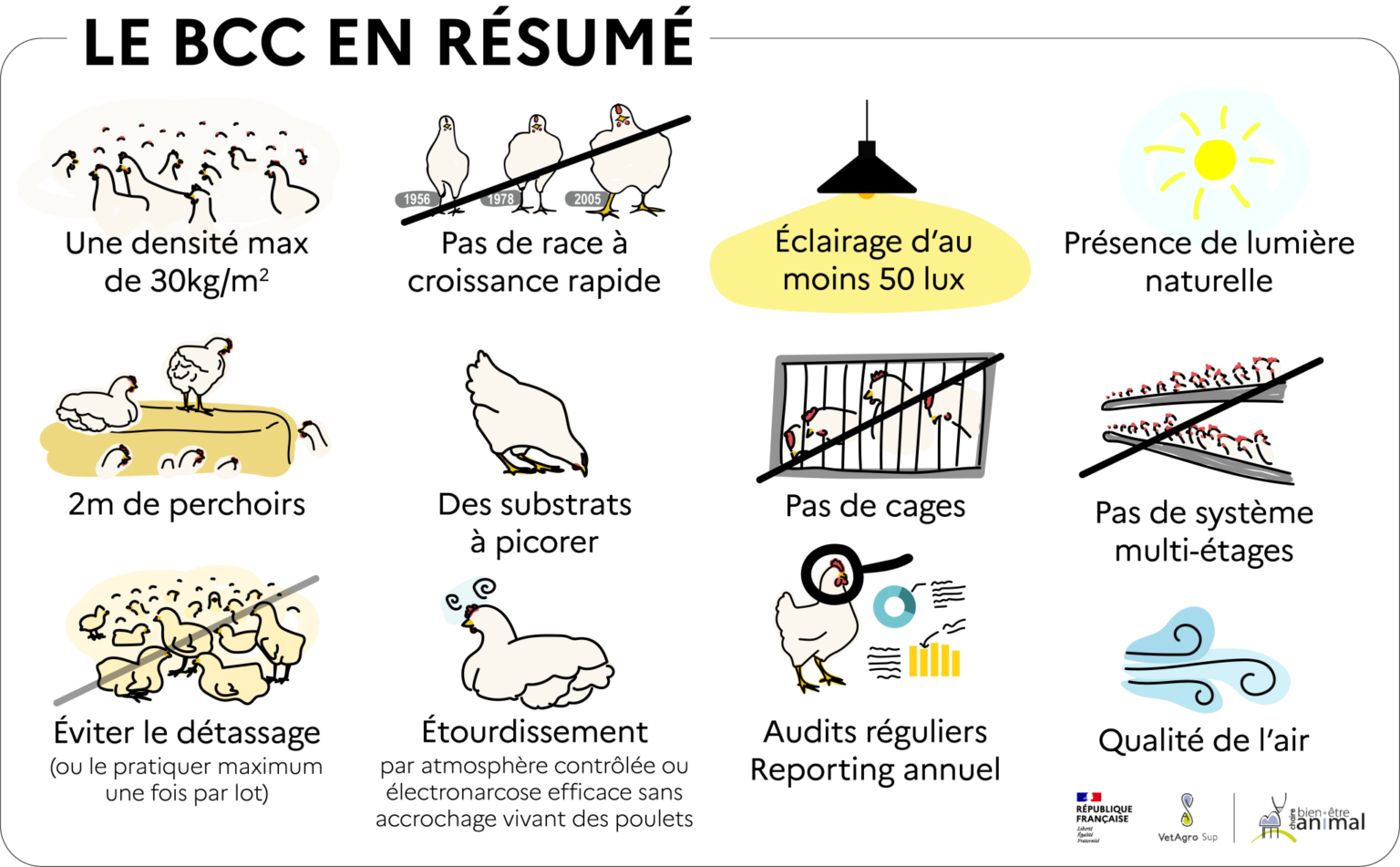 Décryptage- Qu’est-ce que le Better Chicken Commitment ? (BCC) - Chaire bien-être animal