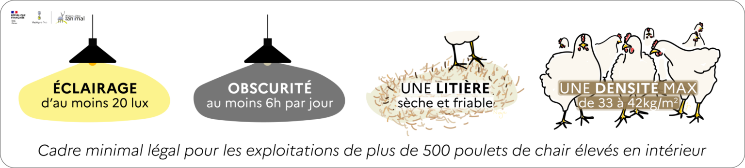 Décryptage- Qu’est-ce que le Better Chicken Commitment ? (BCC) - Chaire bien-être animal