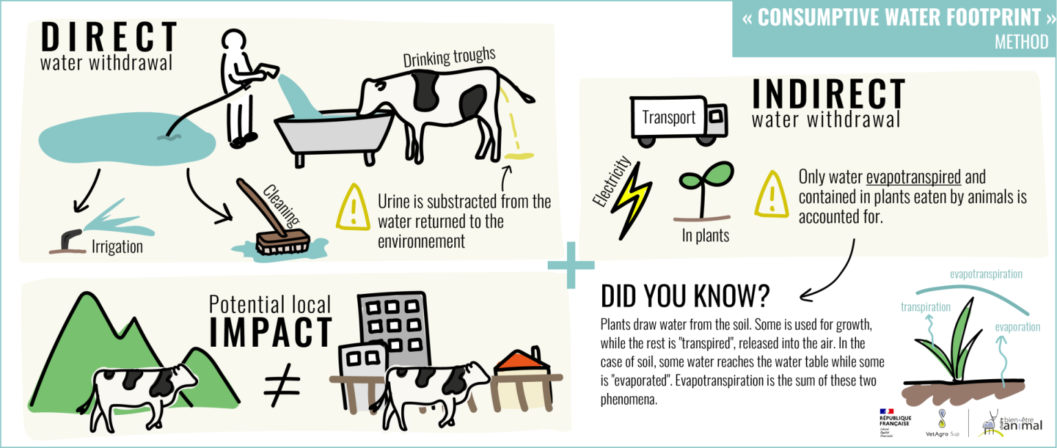 It takes 15000 liters of water to produce 1 kg of beef: TRUE or FALSE ...