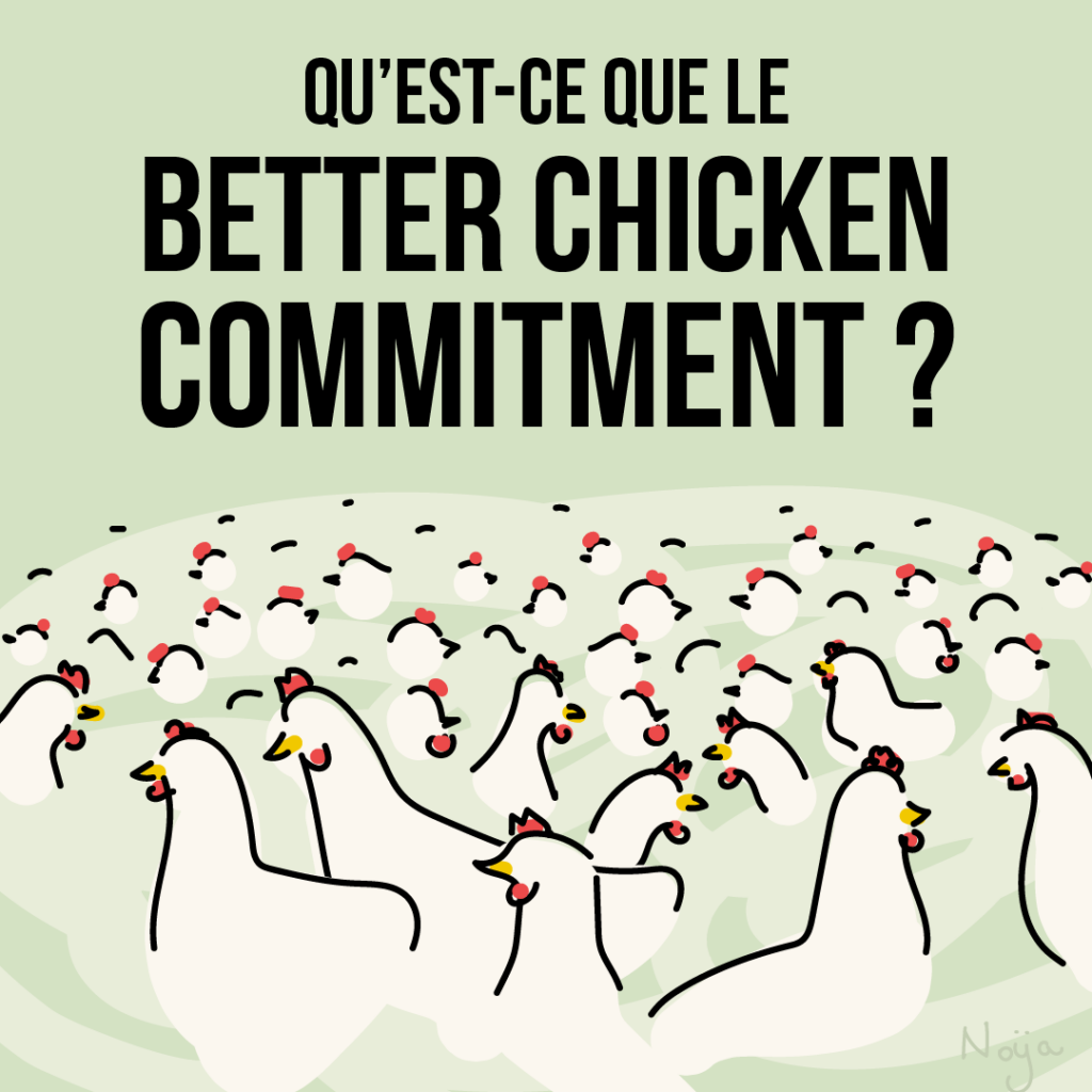Décryptage- Qu’est-ce que le Better Chicken Commitment ? (BCC) - Chaire ...