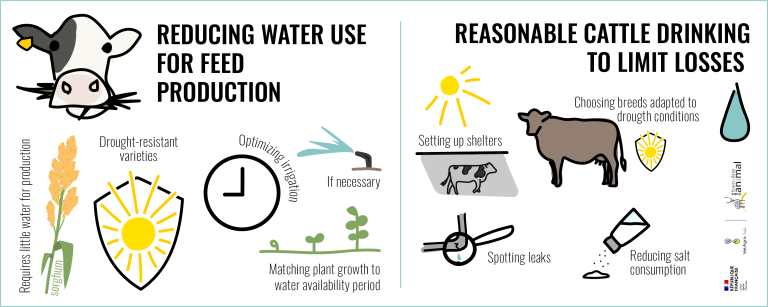 It takes 15000 liters of water to produce 1 kg of beef: TRUE or FALSE ...