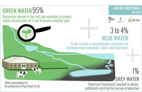 It takes 15000 liters of water to produce 1 kg of beef: TRUE or FALSE ...