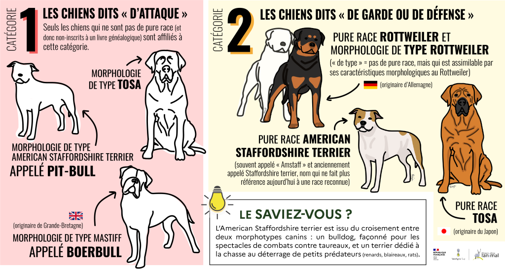 Les chiens catégorisés sont plus méchants que les autres, VRAI ou FAUX ...