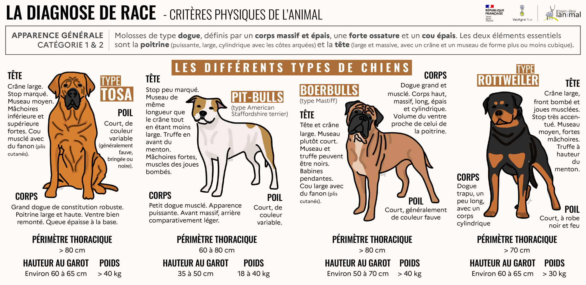 Les chiens catégorisés sont plus méchants que les autres, VRAI ou FAUX ...