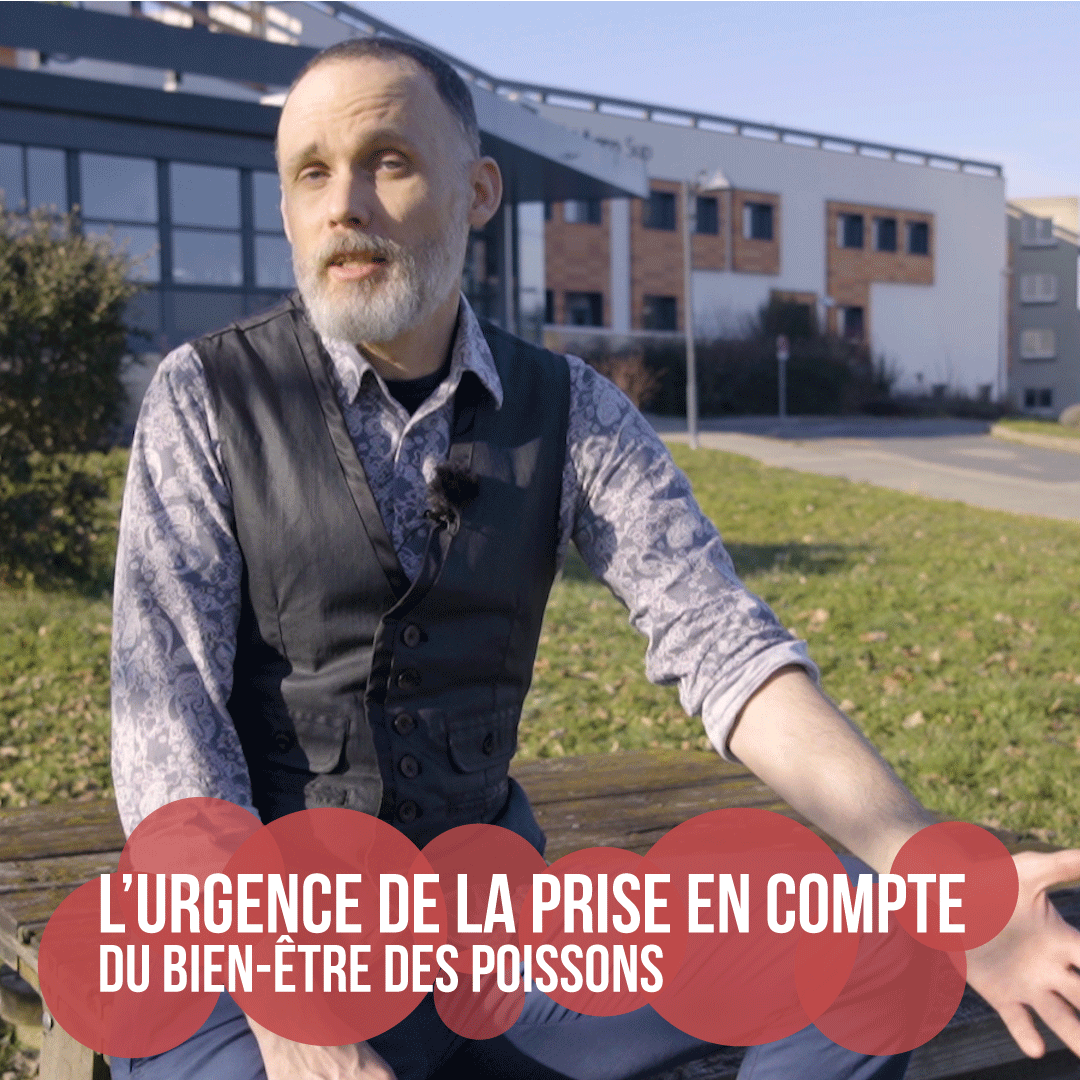 L’urgence de la prise en compte du bien-être des poissons - Chaire bien ...