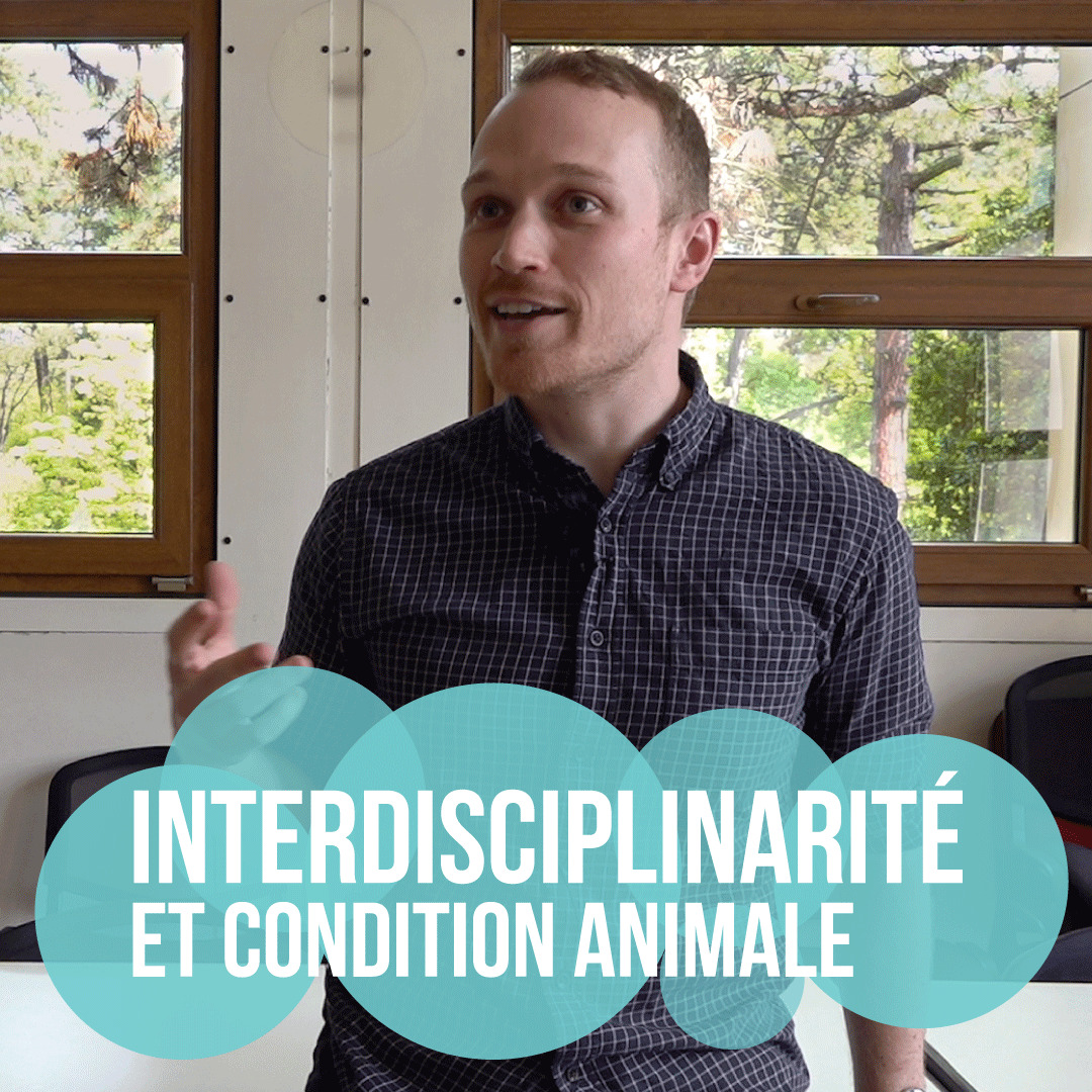 Interdisciplinarité et condition animale - Chaire bien-être animal
