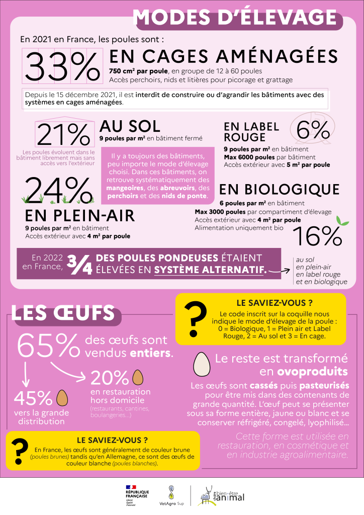 Fiche élevage - Tout savoir sur l'élevage de poules pondeuses ! - Chaire bien-être animal