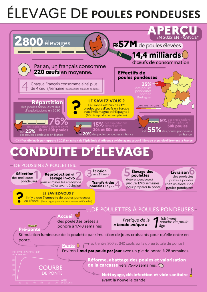 Fiche élevage - Tout savoir sur l'élevage de poules pondeuses ...