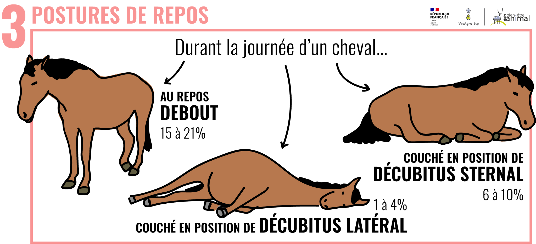 Le cheval n’a pas besoin de se coucher pour se reposer : VRAI ou FAUX ...