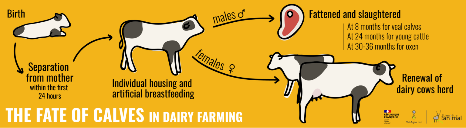 Calves are separated from their mothers at birth: TRUE or FALSE ...