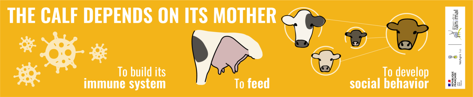 Calves are separated from their mothers at birth: TRUE or FALSE ...