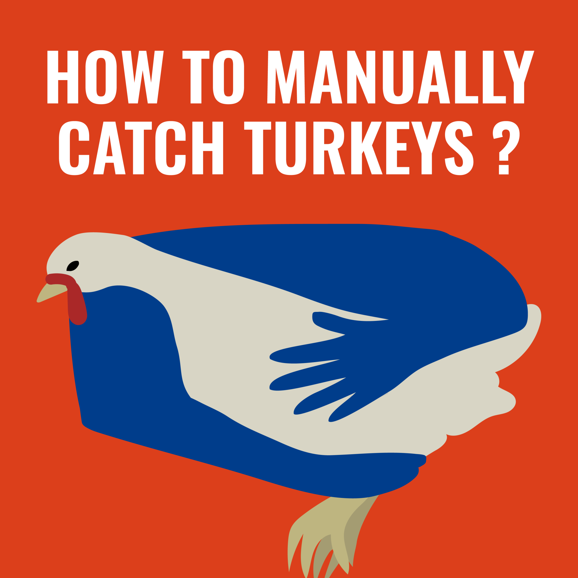 How to manually catch a turkey? - Chaire bien-être animal