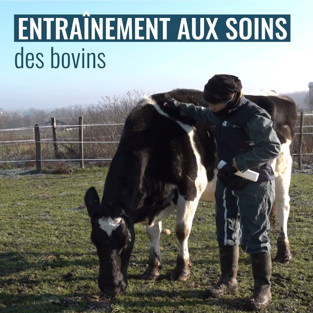 Entraînement aux soins des bovins - Chaire bien-être animal