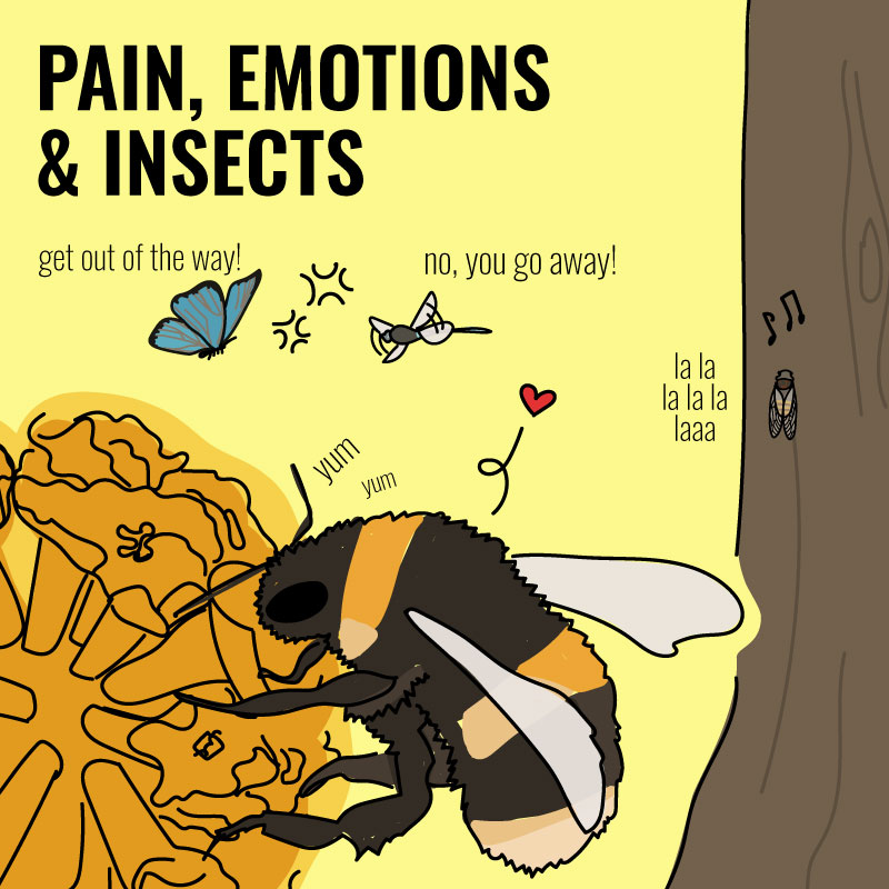Insects capable of feeling pain and emotions? TRUE or FALSE? - Chaire ...