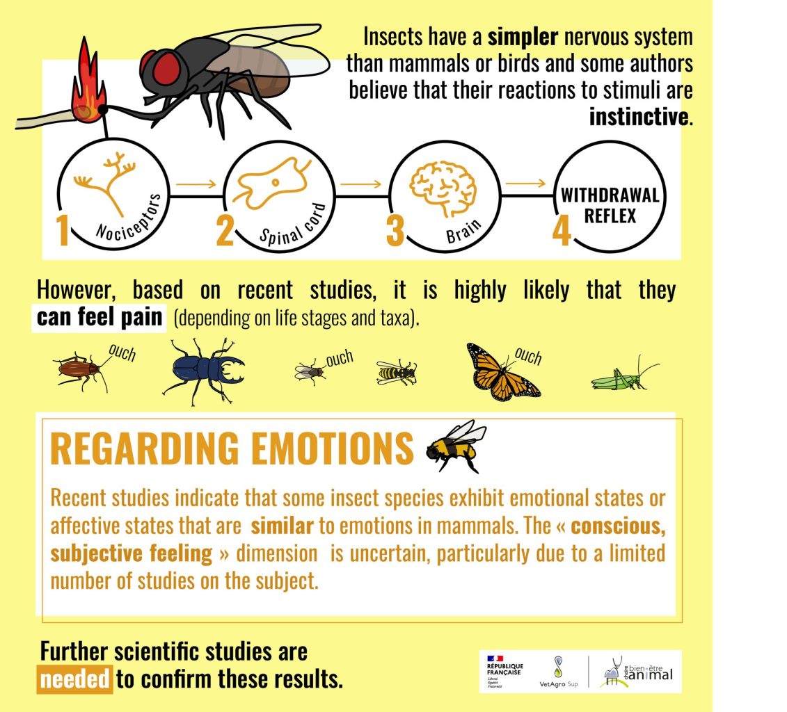 Insects capable of feeling pain and emotions? TRUE or FALSE? - Chaire ...