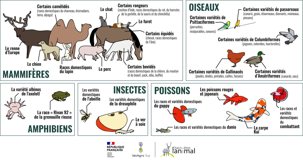 Tous les animaux peuvent-ils être des animaux de compagnie ? - Chaire ...
