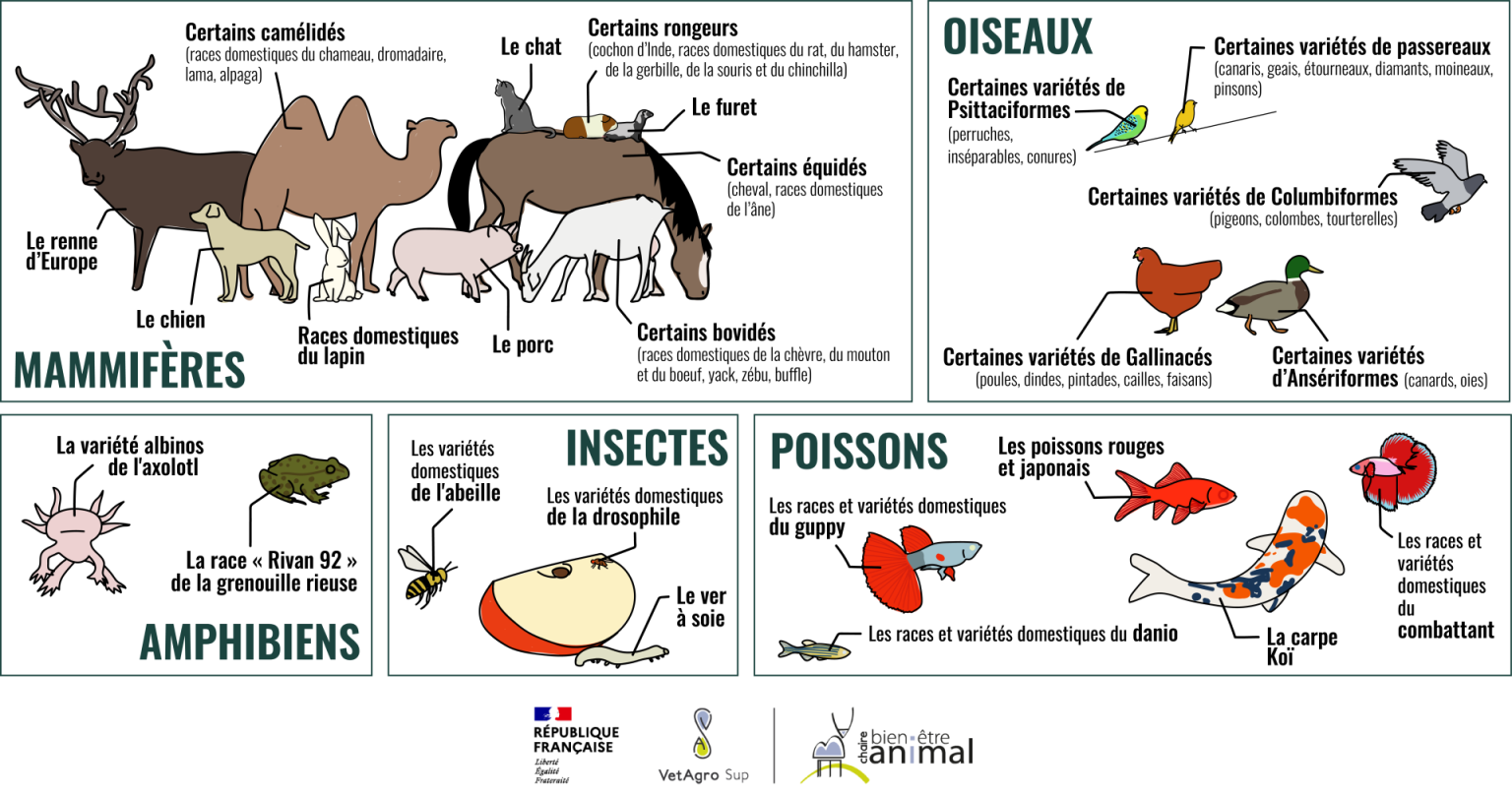 Tous les animaux peuvent-ils être des animaux de compagnie ? - Chaire ...