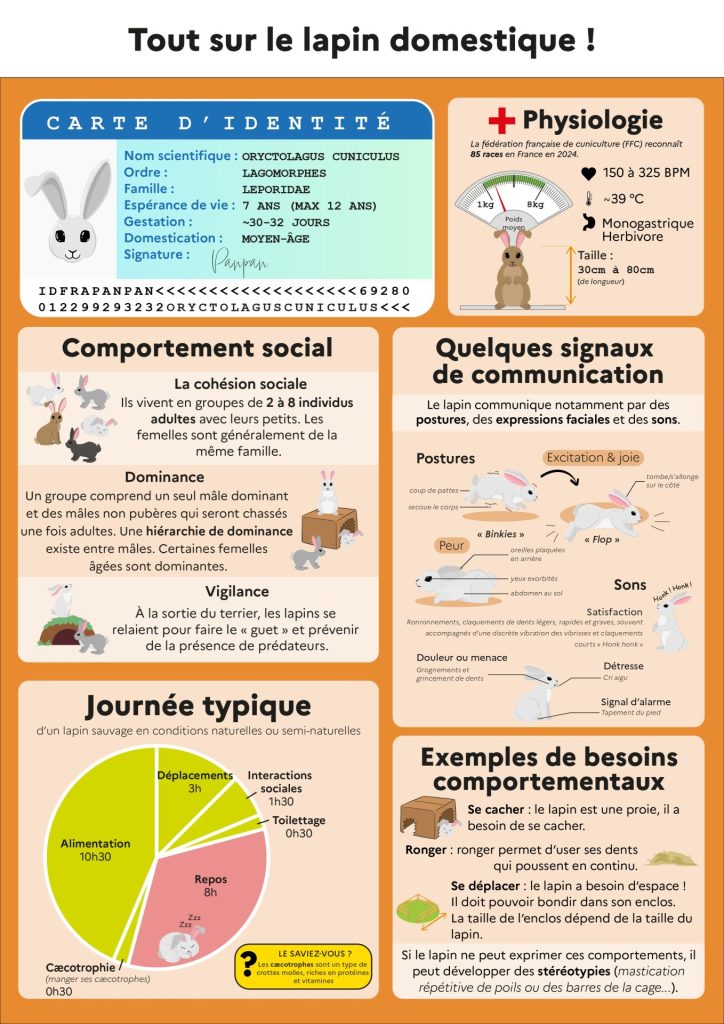 Fiche espèce - Tout savoir sur le lapin domestique ! - Chaire bien-être ...
