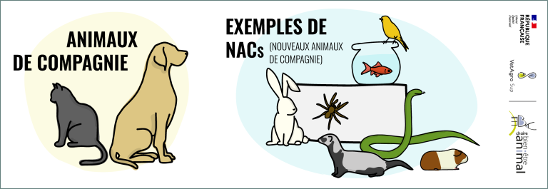 Tous les animaux peuvent-ils être des animaux de compagnie ? - Chaire ...